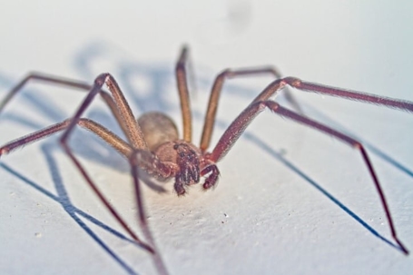 Brown Recluse Spiders - BUGCO® Pest Control