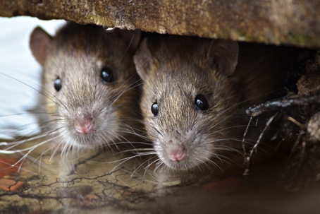 Oh, Rats! Your Rodent Inspection Checklist - BUGCO® Pest Control