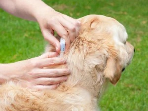 How to Get Rid of Fleas - BUGCO Pest Control