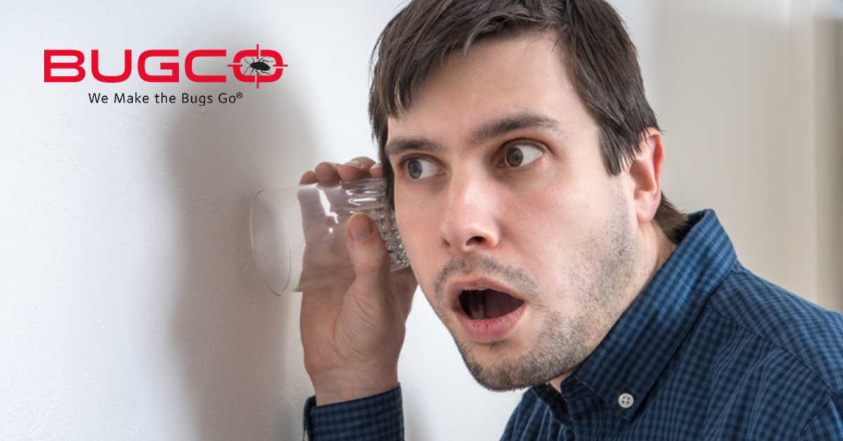 What to Do if You Hear Scratching Noises in the Attic or Walls