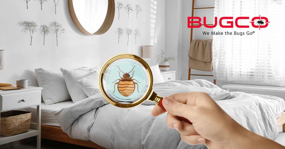 What You Need to Know About Bed Bug Behavior During Travel Season
