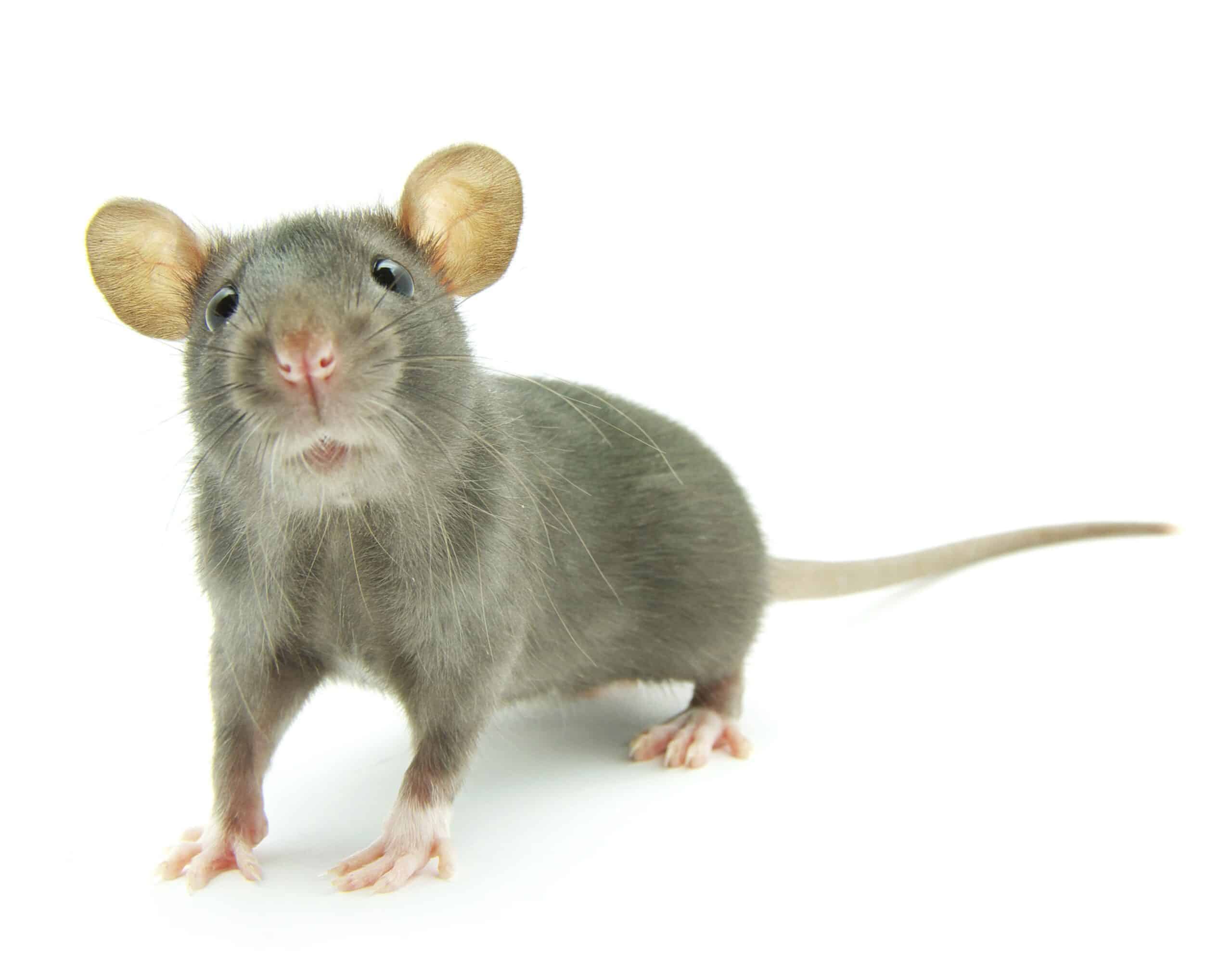 Do Exterminators Get Rid of Rodents? - BUGCO® Pest Control