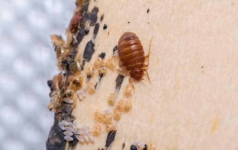 How Do Bed Bugs Get In Your Home? - BUGCO Pest Control