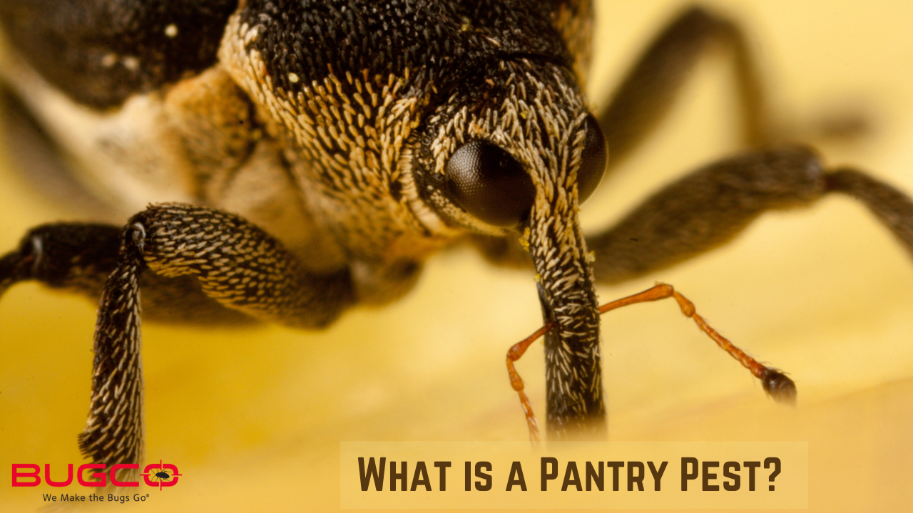 How Do I Get Rid of Pantry Pests? - BUGCO® Pest Control