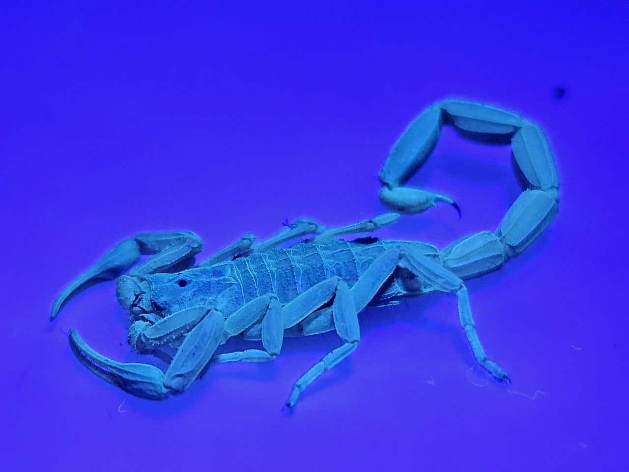 Pest Control Starts with a Perimeter of Protection - BUGCO