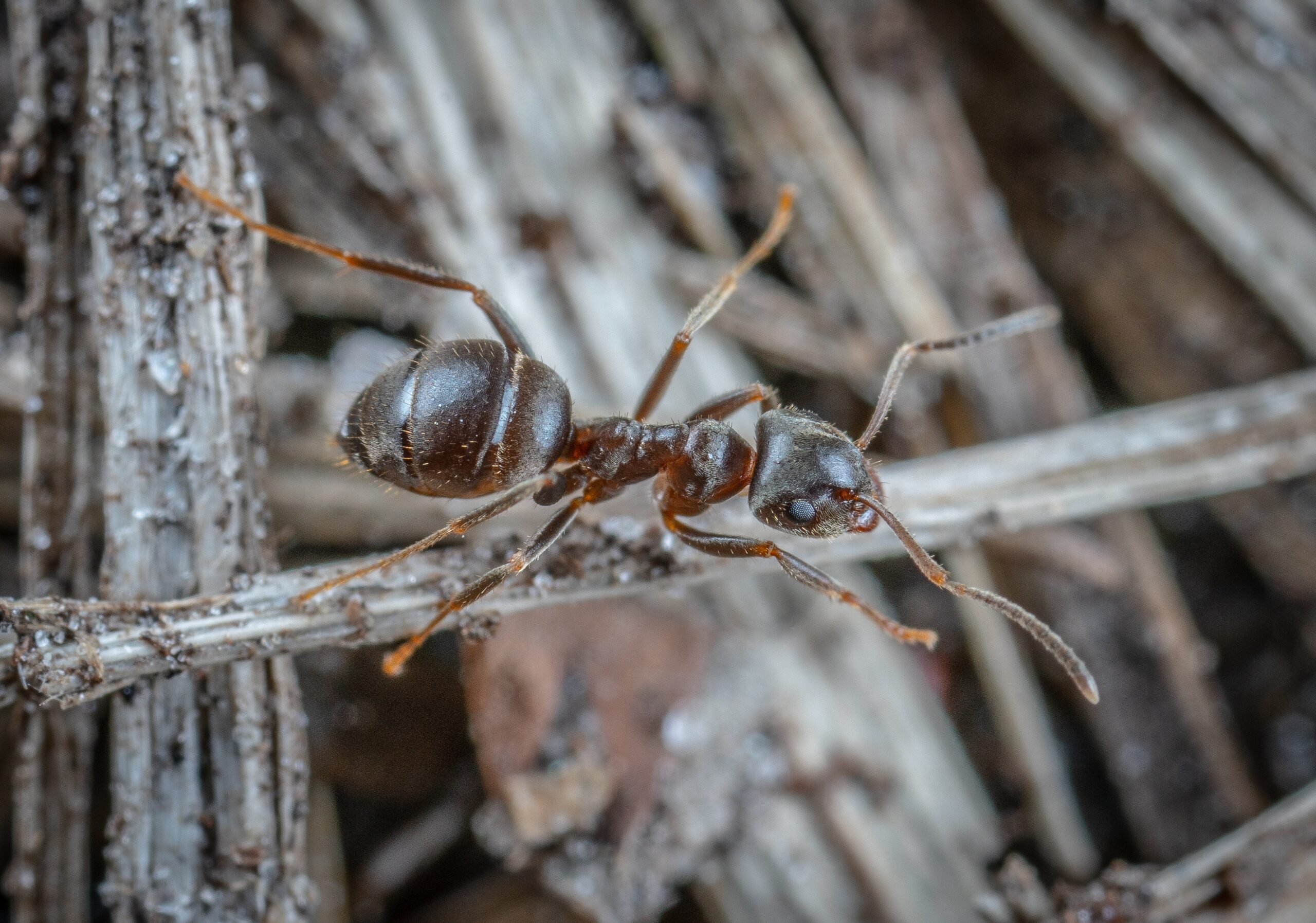 Where Do Fire Ants Come From? - BUGCO Pest Control