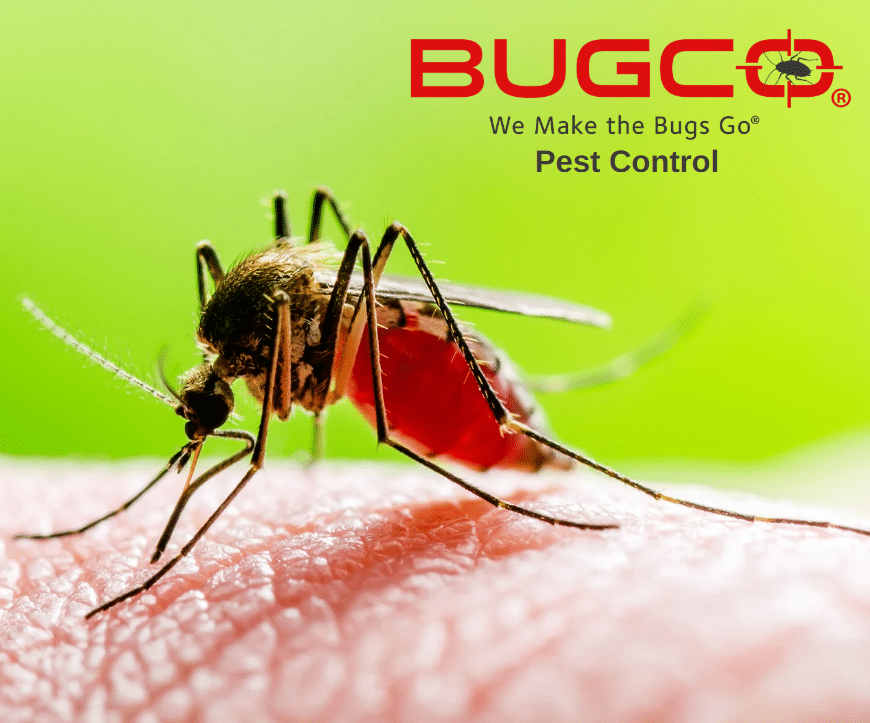 Year-Round Mosquito Protection - BUGCO® Pest Control